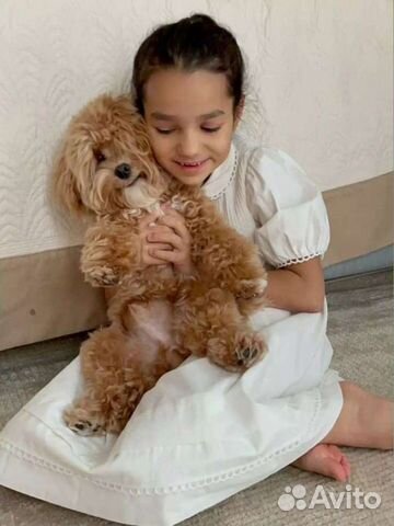 Мальтипу Ф1 продажа щенков