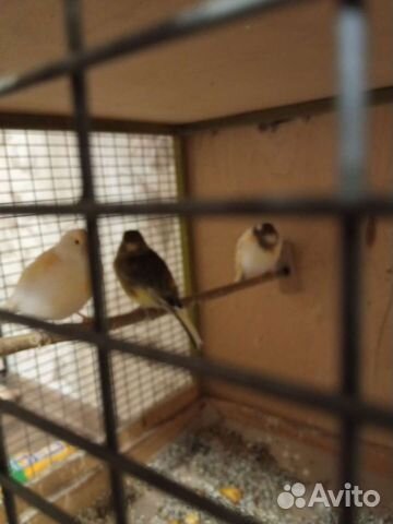 Продам канарей