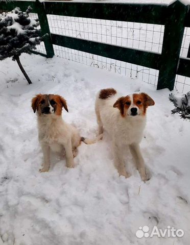 Два небольших щенка-подростка девочки в дар 4,5 ме