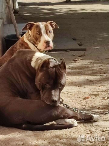 Щенки стаффа