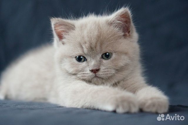 Шотландские котята прямоухие и вислоухие с док-ми