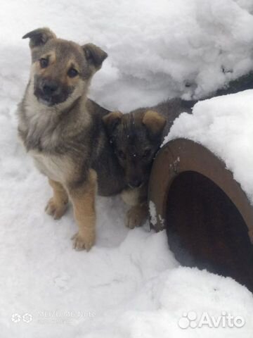 Щенки 3-4 месяца в ищут дом