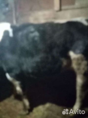 Продаются 2 быка