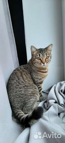 Молодая красивая кошечка Сима