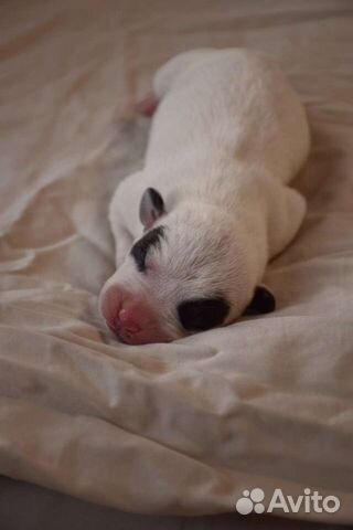 Щенки питбуля рр