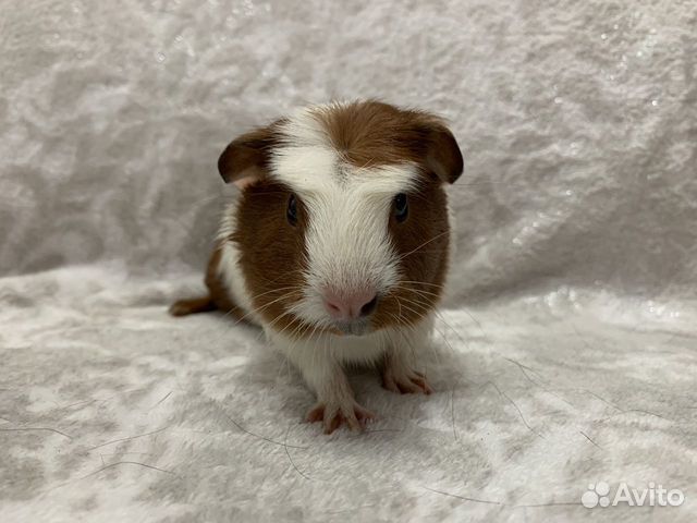Морская свинка цветной крестед девочка коровка
