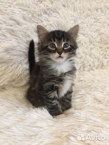 Очаровательный котенок мальчик