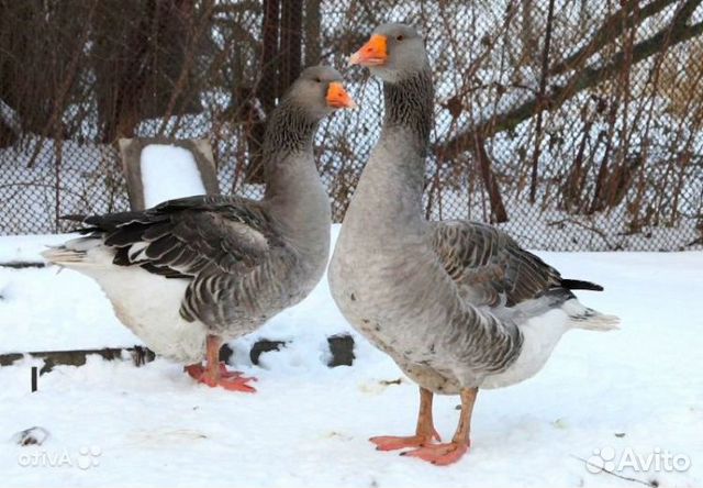 Крупные серые гуси