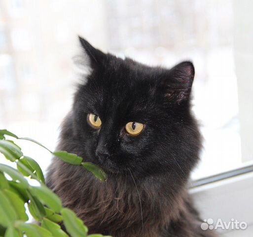 Кот Осман ищет хозяина. Отдадим в хорошие руки