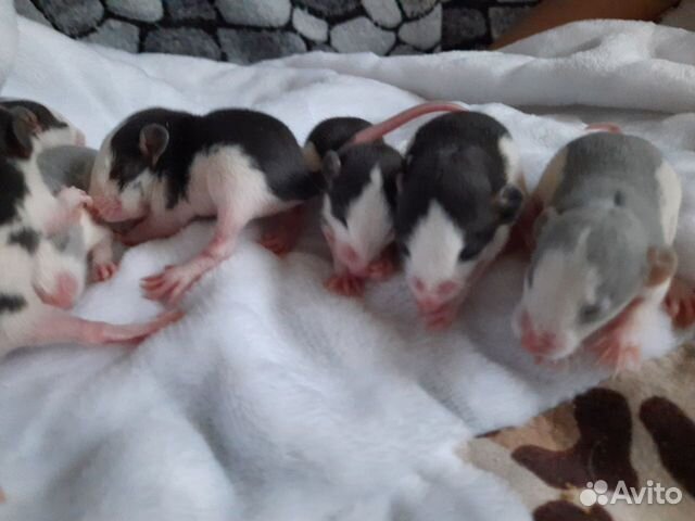 Крыса дамбо