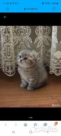 Шотландские вислоухие котята серые