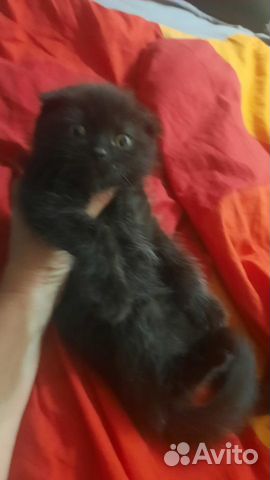 Котенок 1,5 мес, девочка