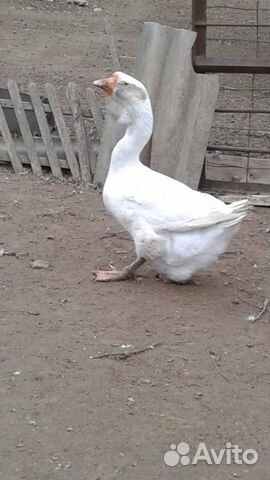 Холмогорские гуси