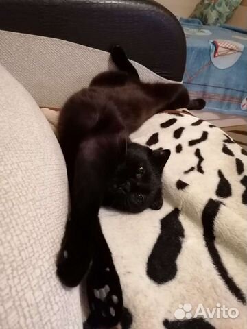 Случка кошки