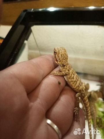 Бородатая агама