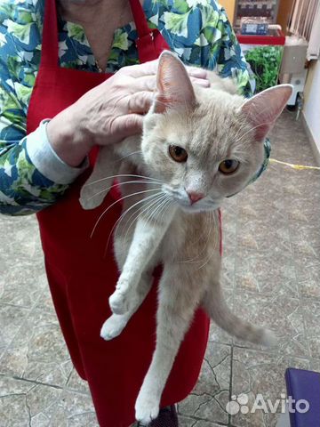 Найден рыжий кот