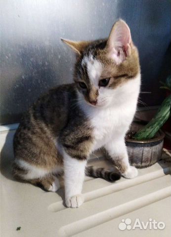 Котёнок, мальчик, 3 месяца