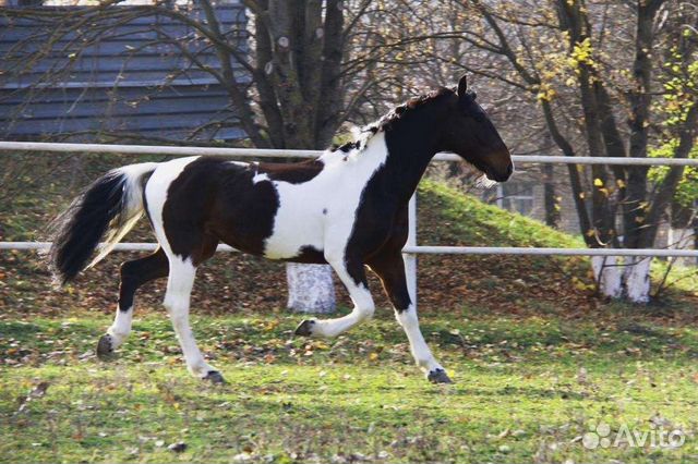 Шикарная спортивная лошадь