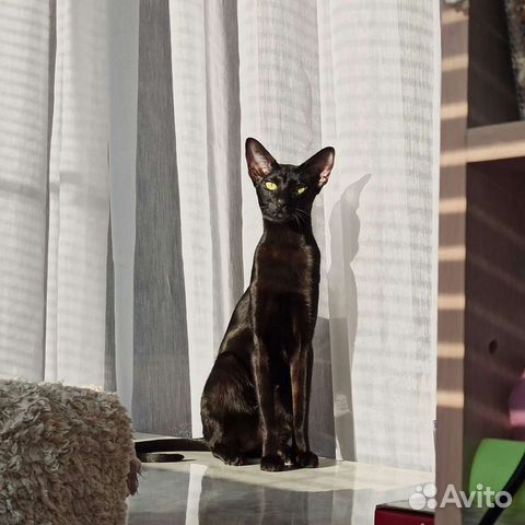 Ориентальная кошка