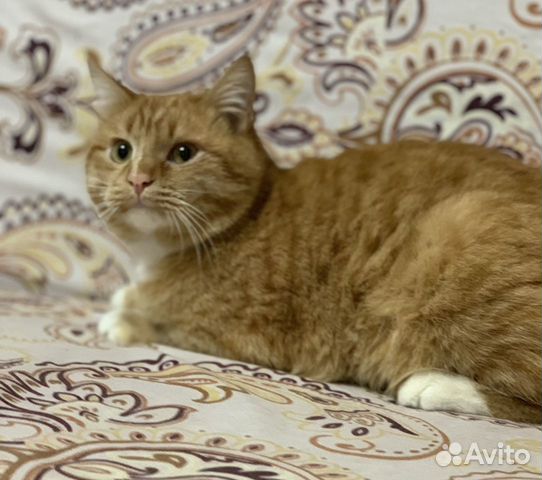 Кошки в добрые руки