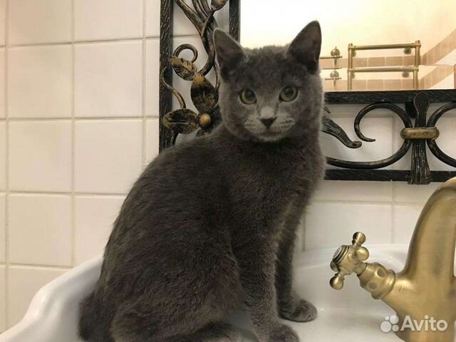 Русская голубая котенок девочка в дар