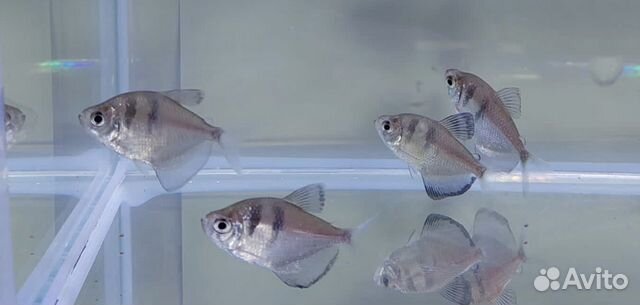 Аквариумные рыбки тетра светлячок, тернеция