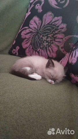 Кошка