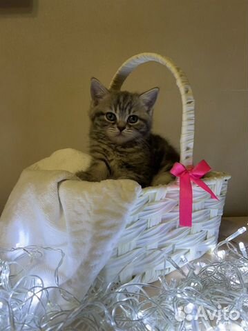 Британские котята