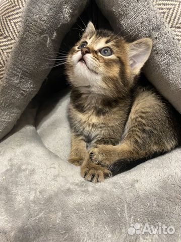 Абиссинские котята