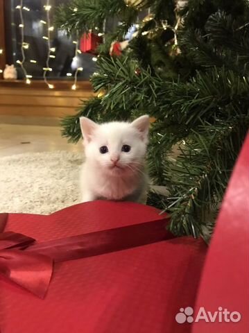 Инь янь котята