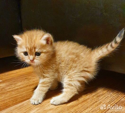 Золотая шиншилла мальчик