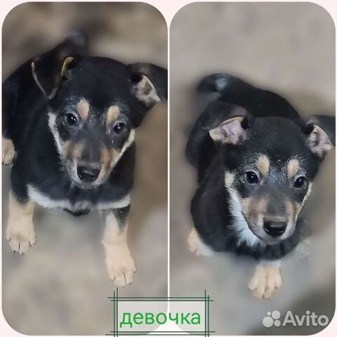 Милые щенки