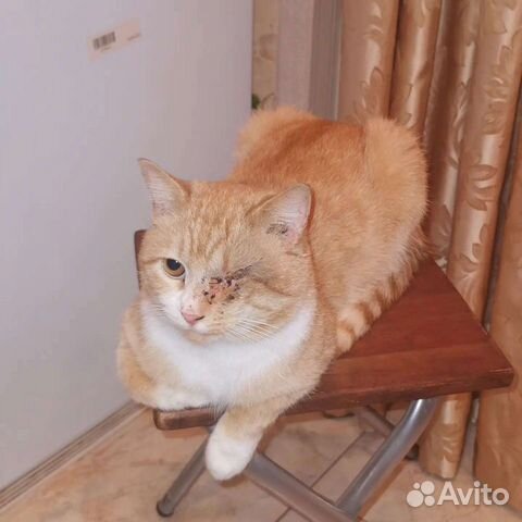 Кот Лео ищет котородителей