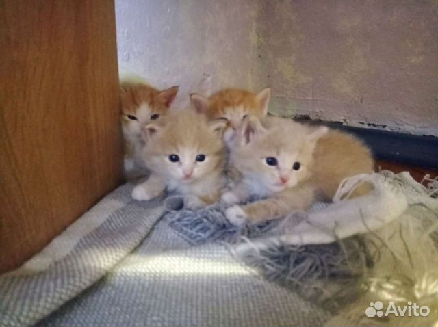 Котята в добрые руки бесплатно