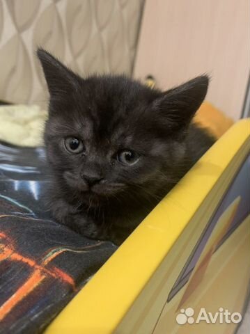 Британская кошка