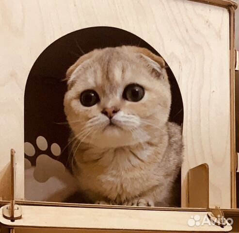 Золотые и серебрянные шиншиллки