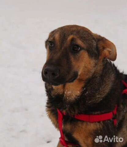Комета очень ищет дом, ей не место в холодном воль