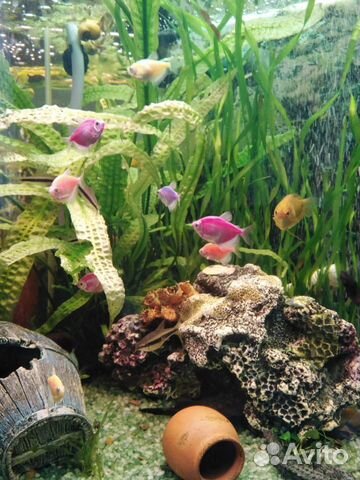 Аквариумные жители