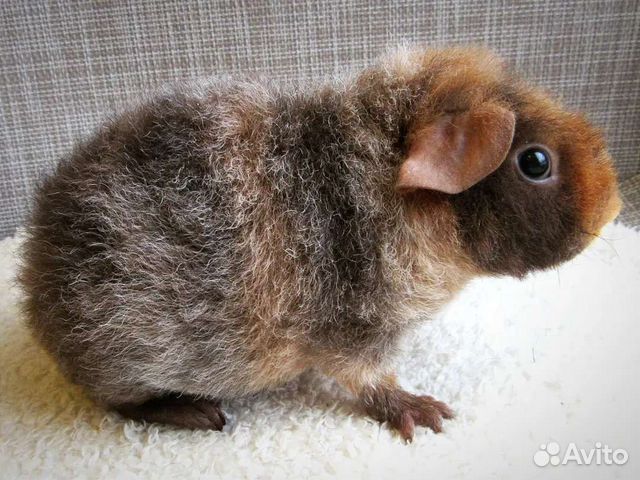 Морская свинка тедди
