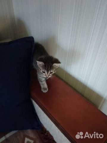 Домашние животные котята