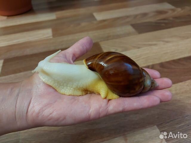 Улитки ахатины бесплатно