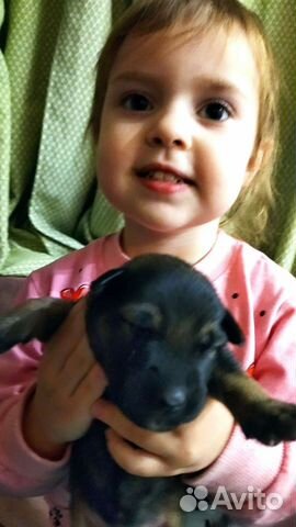 Щенки овчарки бесплатно