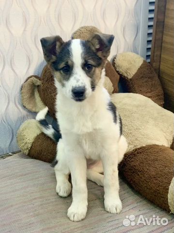 Герда щенок