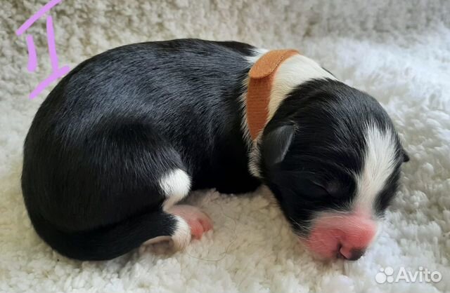 Щенок бордер колли