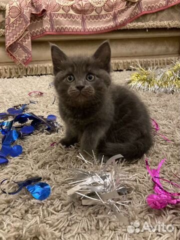 Пушистые котята