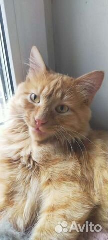 Рыжий котик подросток Симон в дар