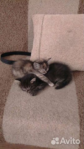 Котёнок трехцветный. Лучший подарок