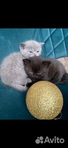 Британские котята