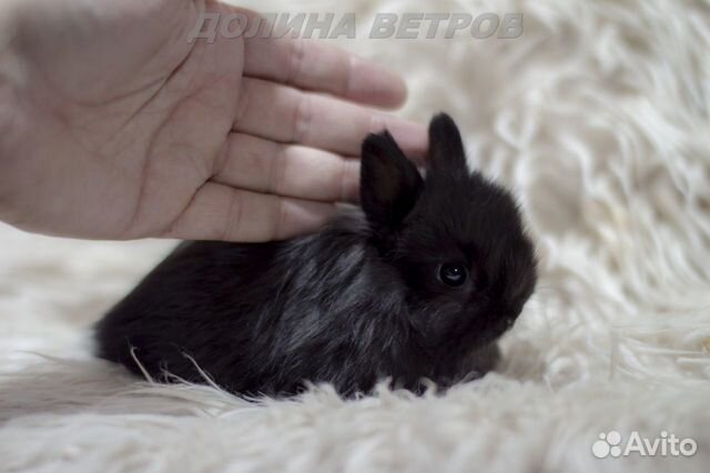 Девочка карликовая лиса, носитель шоколада и голуб