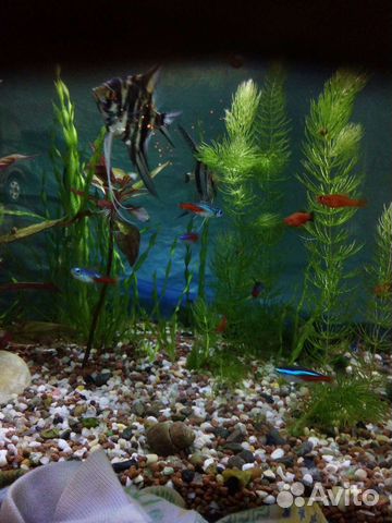 Украшение для аквариума